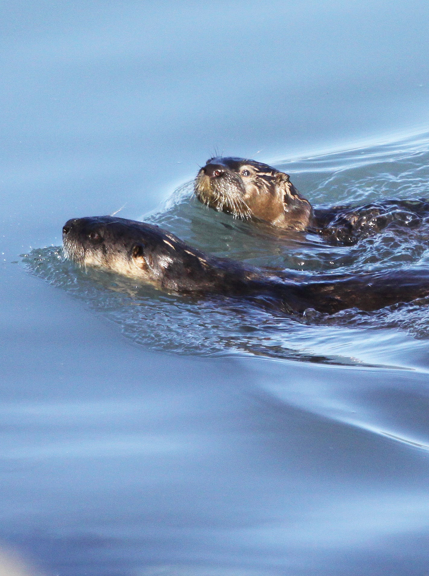 River otters | Ohio Cooperative Living