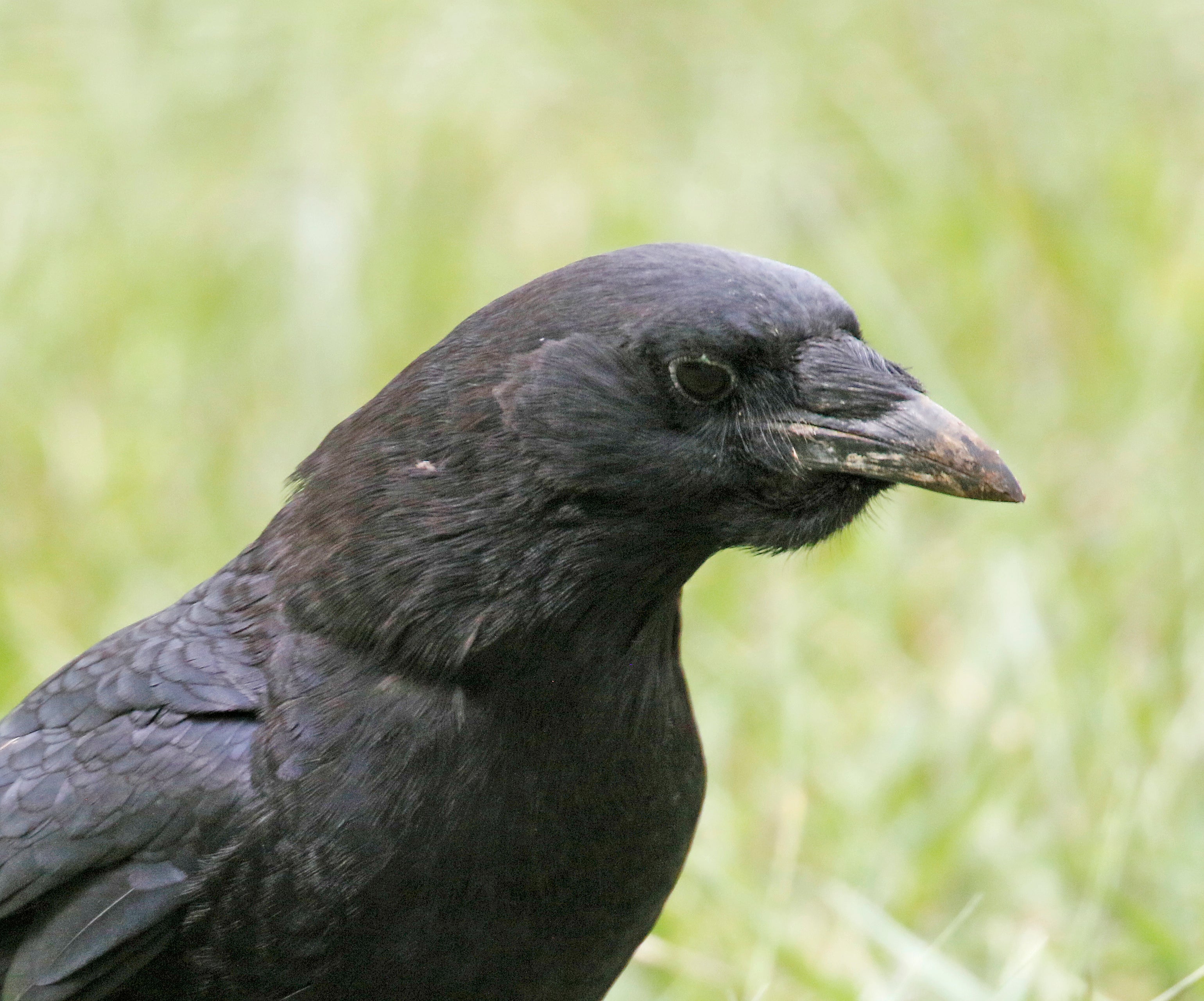 Suet thieves | Ohio Cooperative Living