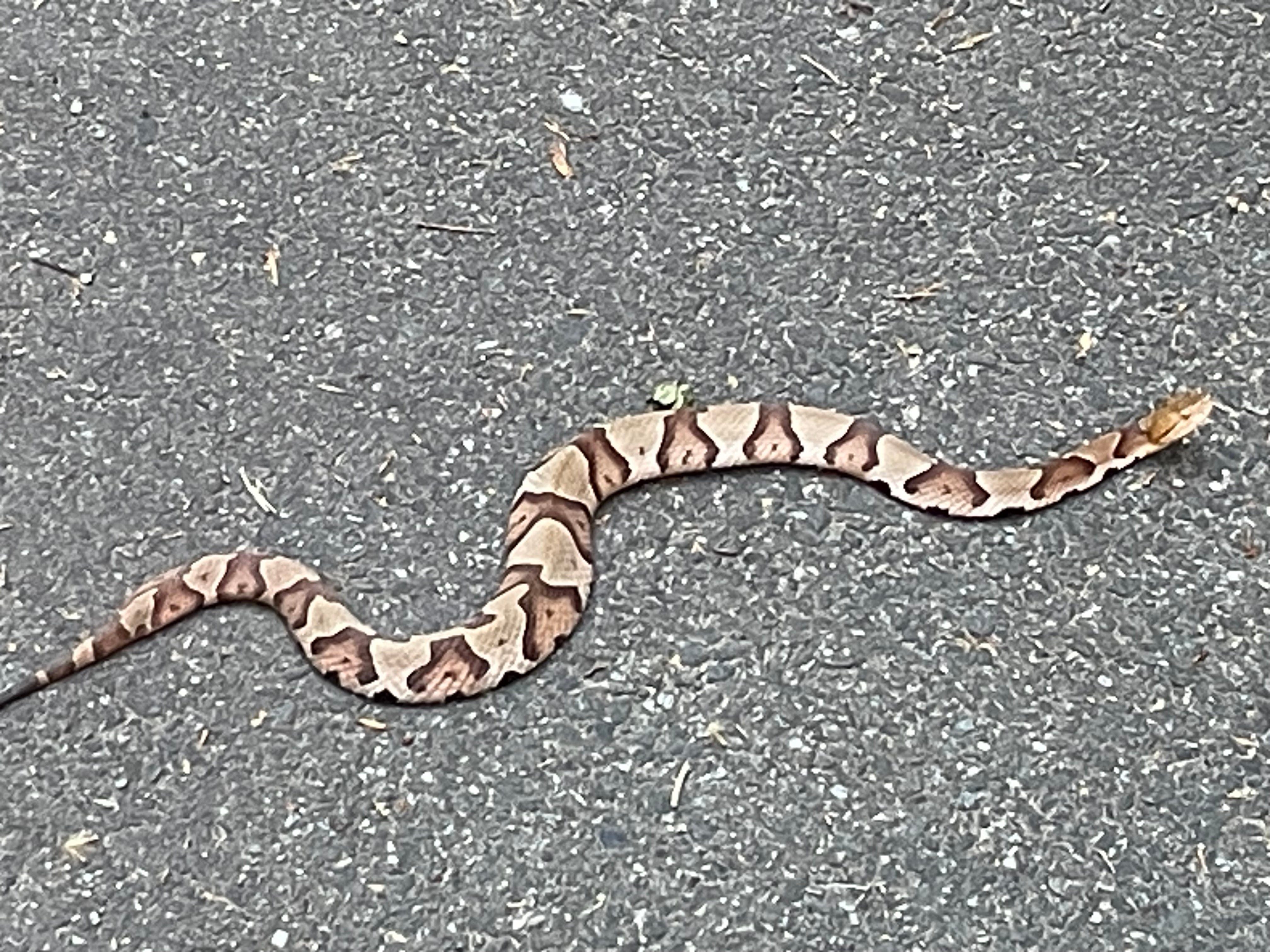 Seeing snakes | Ohio Cooperative Living