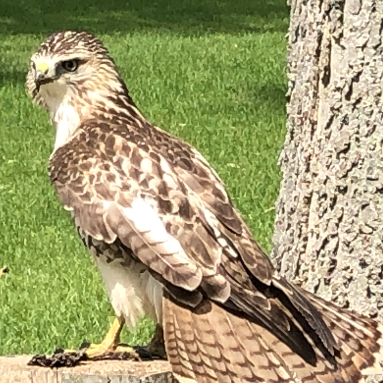 Red-tailed hawk | Ohio Cooperative Living