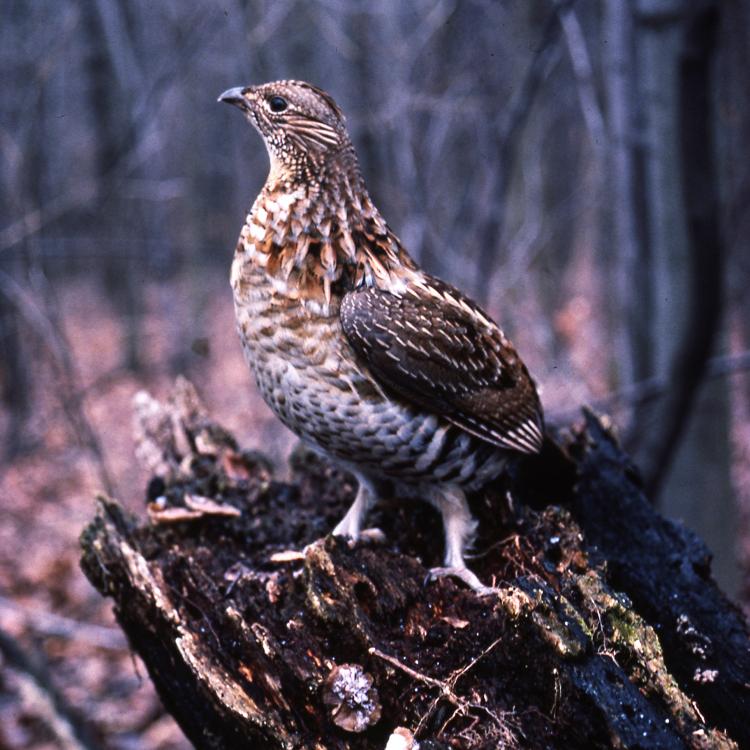 Ruffed grouse | Ohio Cooperative Living