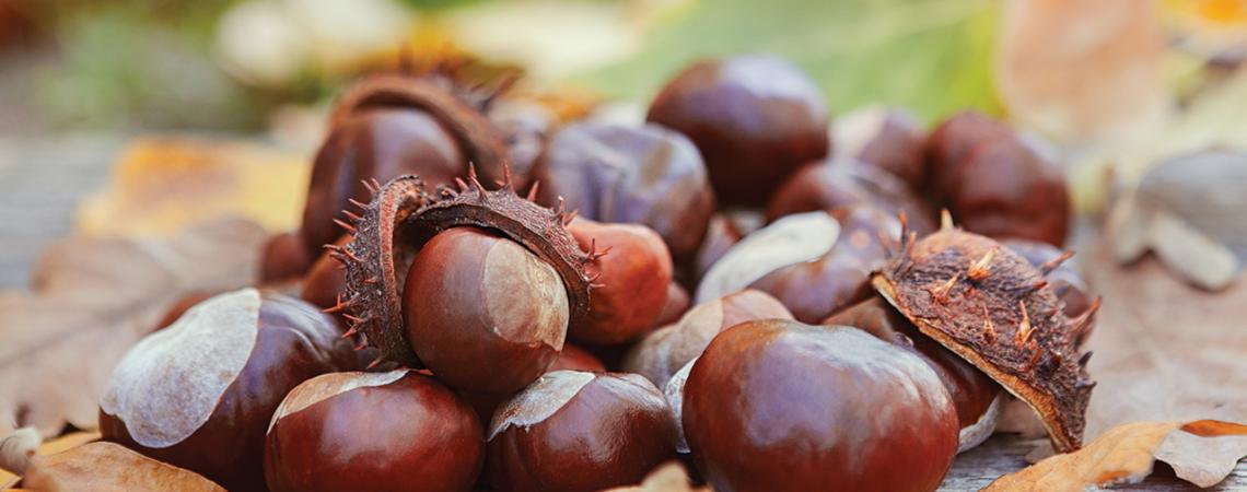 A bit about buckeyes | Ohio Cooperative Living