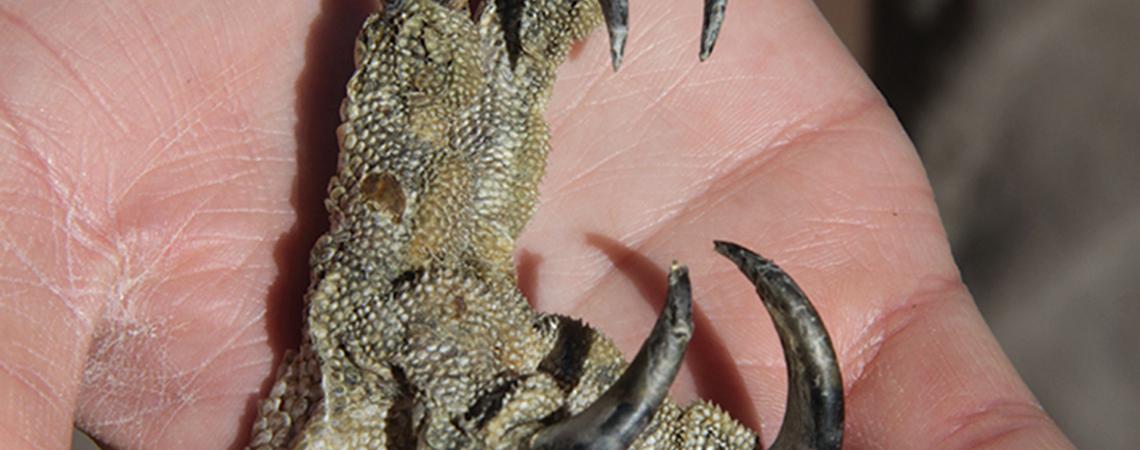 The fish hawk with fish hooks for hands | Ohio Cooperative Living