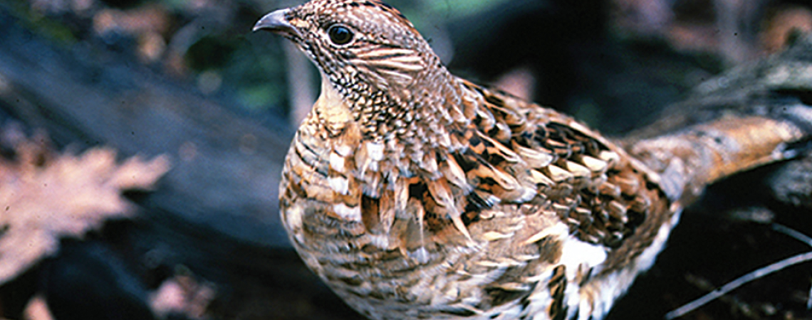 Disappearing act | Ohio Cooperative Living