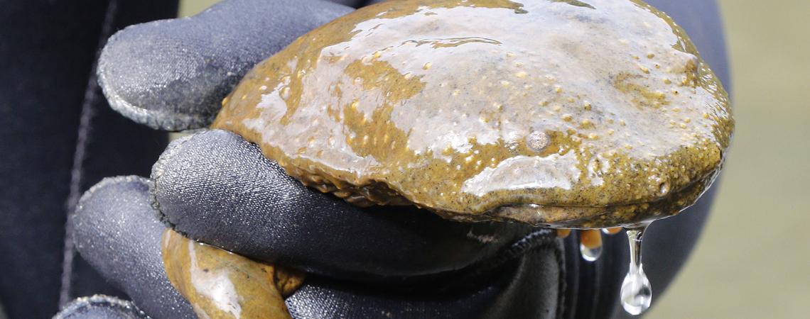 What the heck's a hellbender? | Ohio Cooperative Living